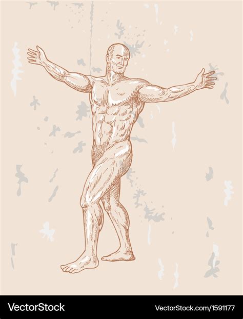 Male Human Anatomy Royalty Free Vector Image Vectorstock