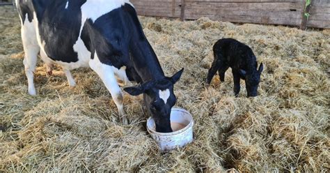 Forfarmers Uk Management Supports Post Calving Performance