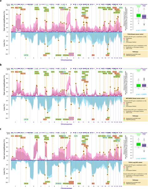 Co Existence Of Myc Amplification And Scnas From The Pi3k And Ras