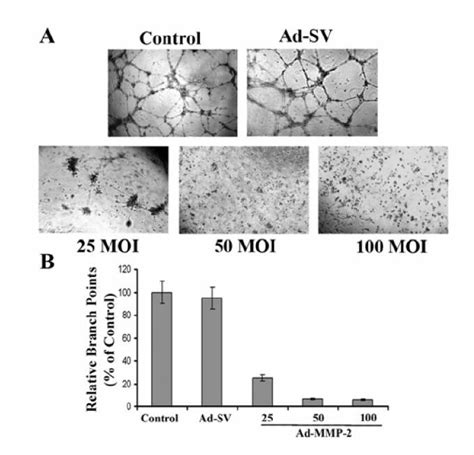 In Vitro Inhibition Of Angiogenesis Download Scientific Diagram