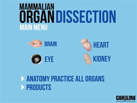 Mammalian Organ Dissection By Carolina Biological Supply