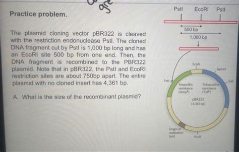 Solved The Plasmid Cloning Vector Pbr322 Is Cleaved With The