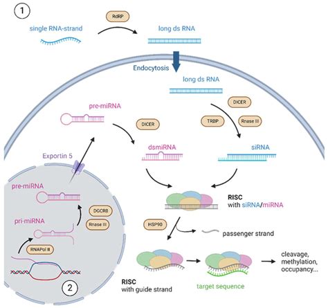 Micromachines Free Full Text Basic Principles Of Rna Interference