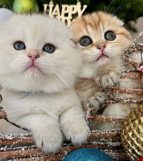 Minik Masal Kahramanları Scottish Fold Yavru Efsaneleri Petara Evcil
