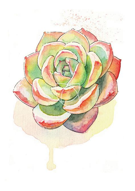 原创插画水彩 多肉植物 莎莎女王色彩插画多肉