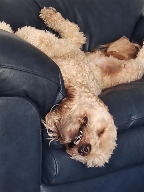 Resting Grrrr Face R Goldendoodles