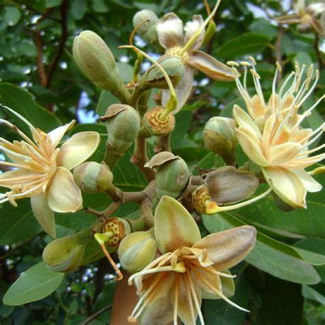 Jatoba Live Plant Hymenaea Courbaril Veliyathgardens