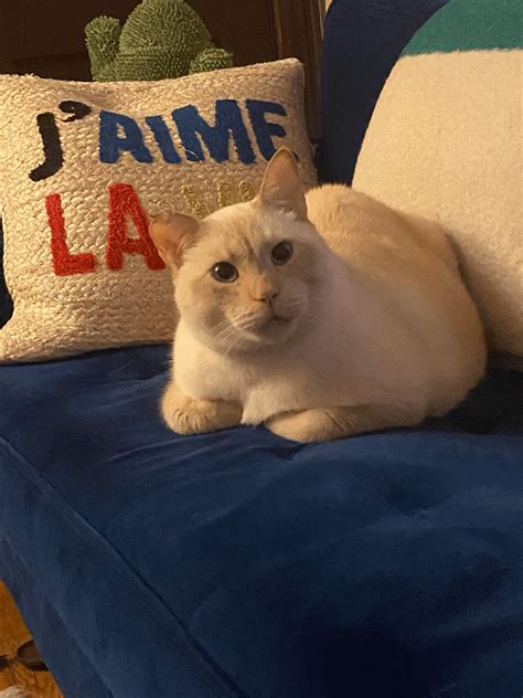 Good 🥜 Day For Parsnip R Peanutwhiskers