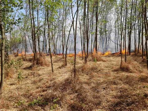 15 пожарникари и 8 доброволци гасиха 25 декара запалена гора Утро