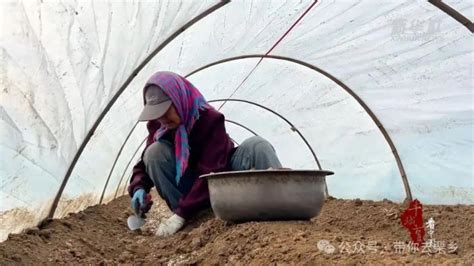 千城百县看中国丨河北玉田：春耕时节“薯”地忙澎湃号·政务澎湃新闻 The Paper
