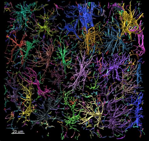 Imaris Korea 이마리스 Image Analysis Software