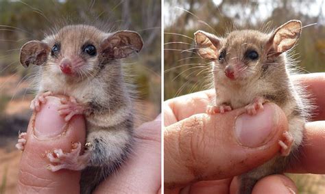 Western Pygmy Possum
