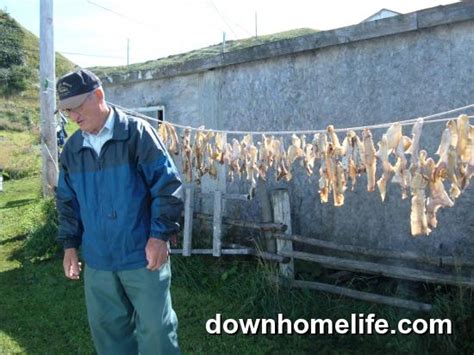 Cod Drying Downhome Magazine