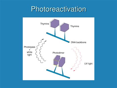 ppt gene mutation powerpoint presentation free download id 550216