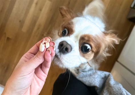 Can Dogs Eat Peanuts When Are Peanuts Bad For Dogs Canine Journal