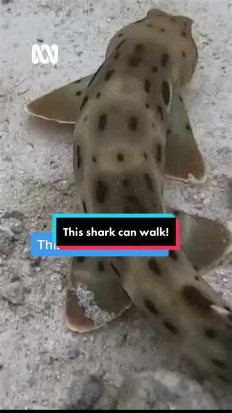 Discover The Fascinating Epaulette Shark A Walking Wonder Of Nature