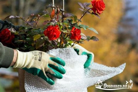 Как укрыть розы на зиму Содержание статьи 1 Когда укрывать розы на