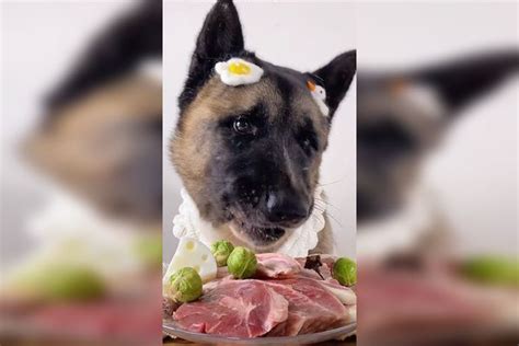 狗狗吃的生骨肉 人能吃吗？网友：你家还缺狗吗骨肉网友狗狗