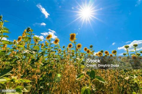 푸른 하늘 배경 여유 공간이있는 꽃 해바라기의 필드 흐린 푸른 하늘을 통해 해바라기 필드 복사 공간 여름 풍경 농업 농업 및