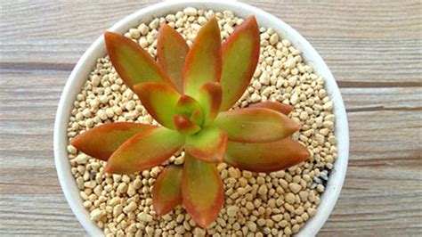 多肉植物铭月怎么养 花百科