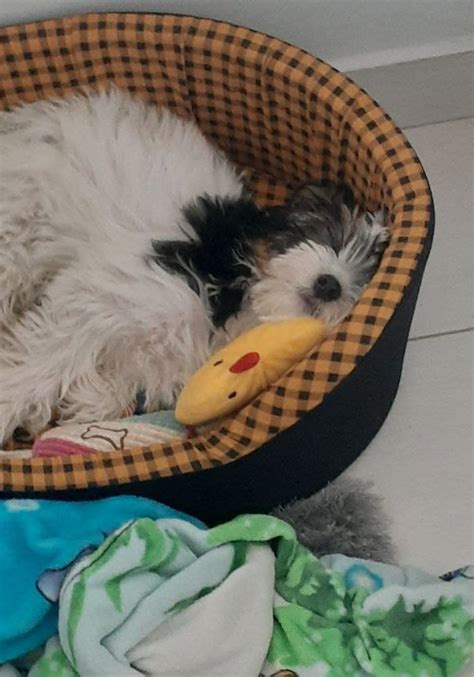 Heavy Sleeper Ranimalsbeingsleepy