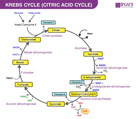 Why Tca Cycle Is Called Common Metabolic Pathway Byjus Neet