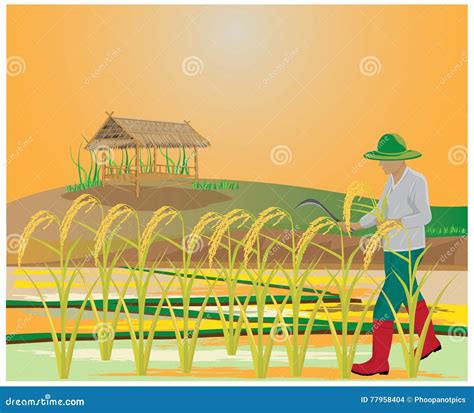 Farmer In Paddy Field Stock Illustration Illustration Of Rice 77958404