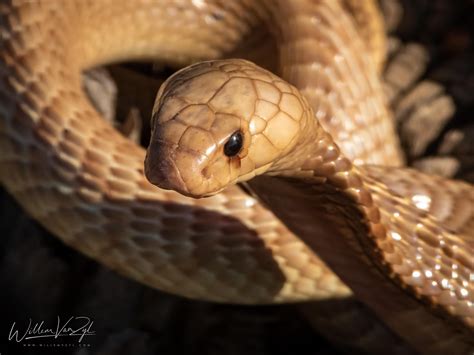 Cape Cobra Naja Nivea Dangerously Venomous Rsnek