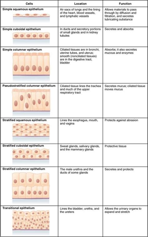 Epithelial Cells Simple Stratified Teachmephysiology