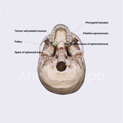 Tensor Veli Palatini Muscle Anatomy App