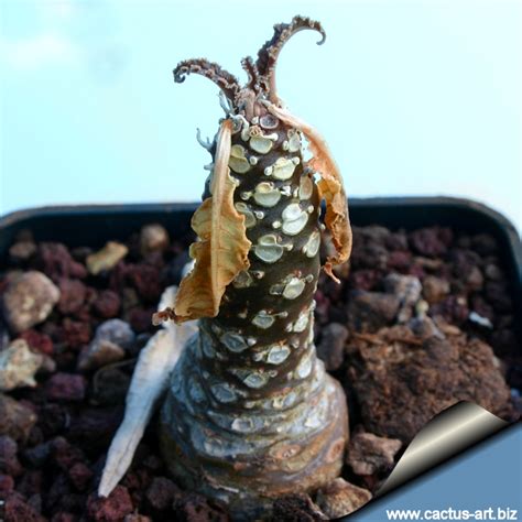 Dorstenia foetida