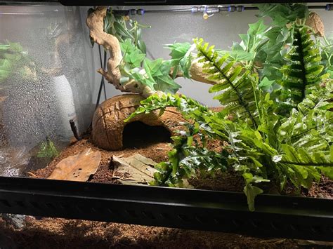 Rate My Setup Rballpython