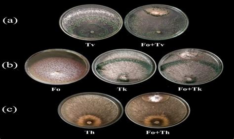 Dual Culture Test Of Three Individual Trichoderma Spp Against Fusarium Download Scientific