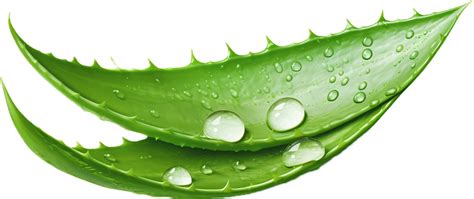 Aloe Vera Png With Ai Generated 33888675 Png