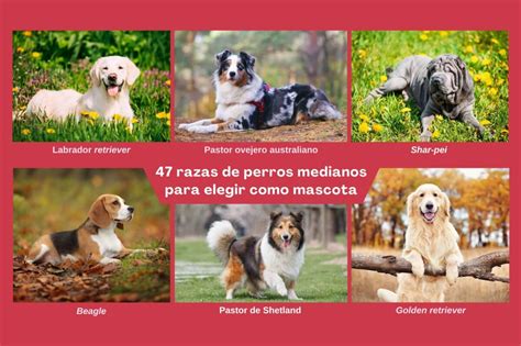 47 Razas De Perros Medianos Para Elegir Como Mascota Mis Animales
