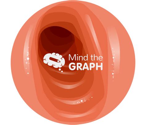 Esophagus Digestive System Zoom