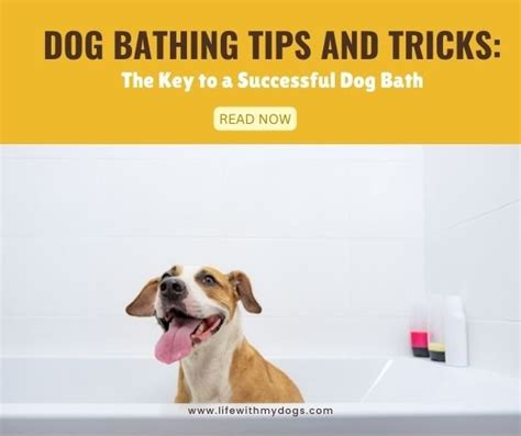 Dog Bathing Tips And Tricks The Key To A Successful Dog Bath