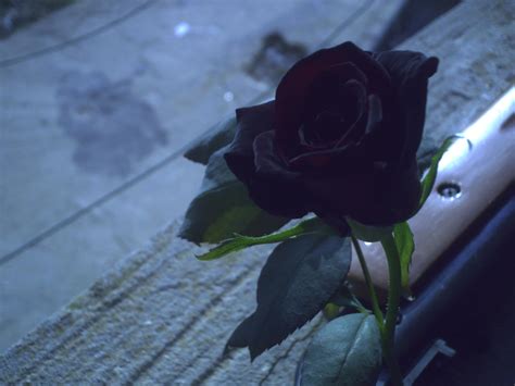 The Red Rose Pt8 By Bazzi55 On Deviantart