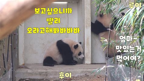 에버랜드 판다 야외 방사장 문앞에서 소풍나간 엄마 기다리는 루이와 후이 엄마 맛있는거 먹는지 궁금하고 보고 싶으니까 빨리