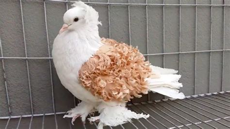 Estas Palomas Con Plumas Rizadas Que Ganan Concursos De Belleza Te