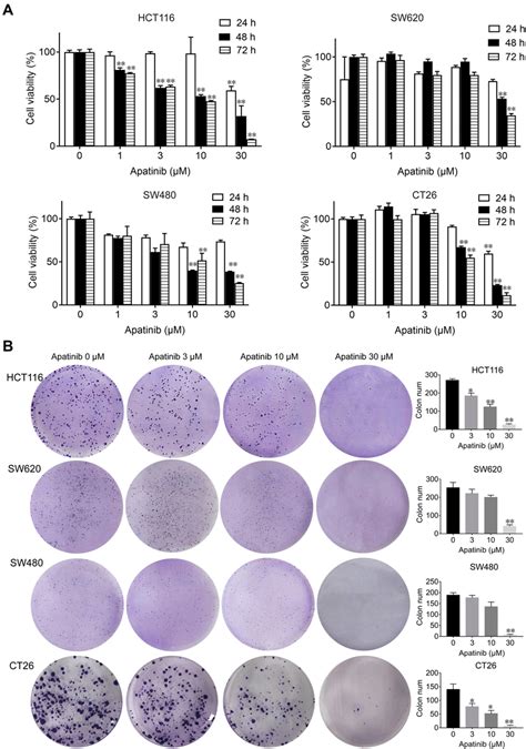 Apatinib Inhibited Proliferation And Colony Formation Of Colorectal