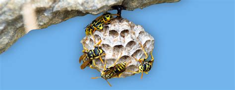 How To Identify And Remove A Wasp Nest Moxie Pest Control