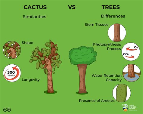Are Cacti Trees [differences And Similarities] Your Indoor Herbs And Garden