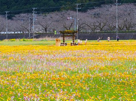 田んぼをつかった花畑松崎町自然観光chafuka