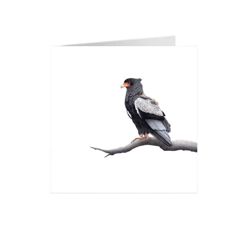 Bateleur Eagle Greeting Card Bat3 Matthew Bell Wildlife Art