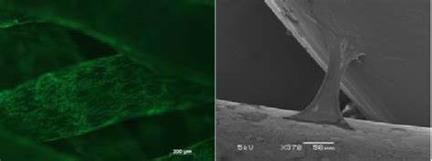 Figure 1 From 3d Printed Pla Collagen Hybrid Scaffolds For Bone