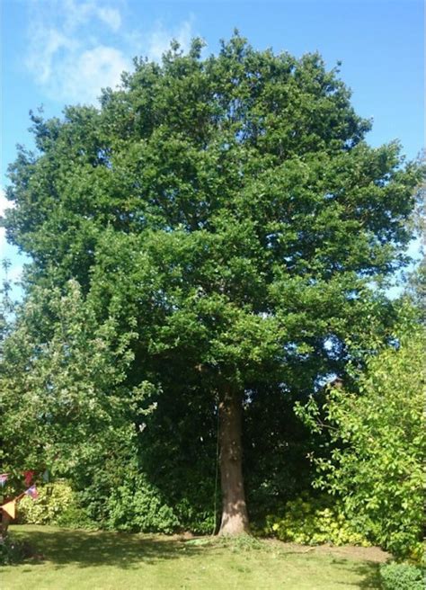 Crown Reduction Advanced Tree Services