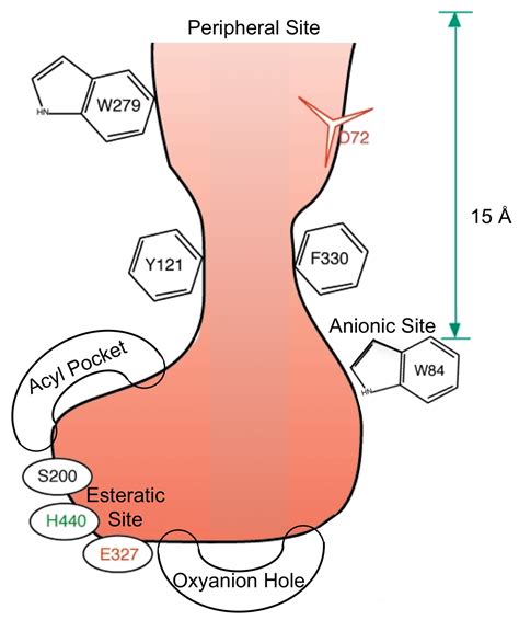 Acetylcholinesterase From 3d Structure To Function Abstract Europe Pmc