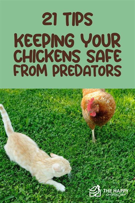 21 Tips In Keeping Your Chickens Safe From Predators Chickens