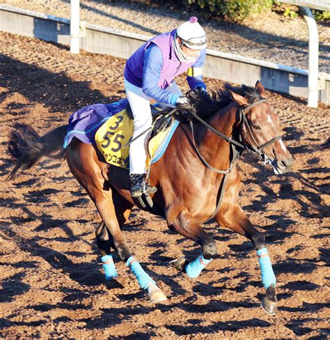 【京都金杯】オニャンコポンがマイル戦に活路 小島調教師「前から言っていたマイルを使ってみます」 Umatoku 馬トク